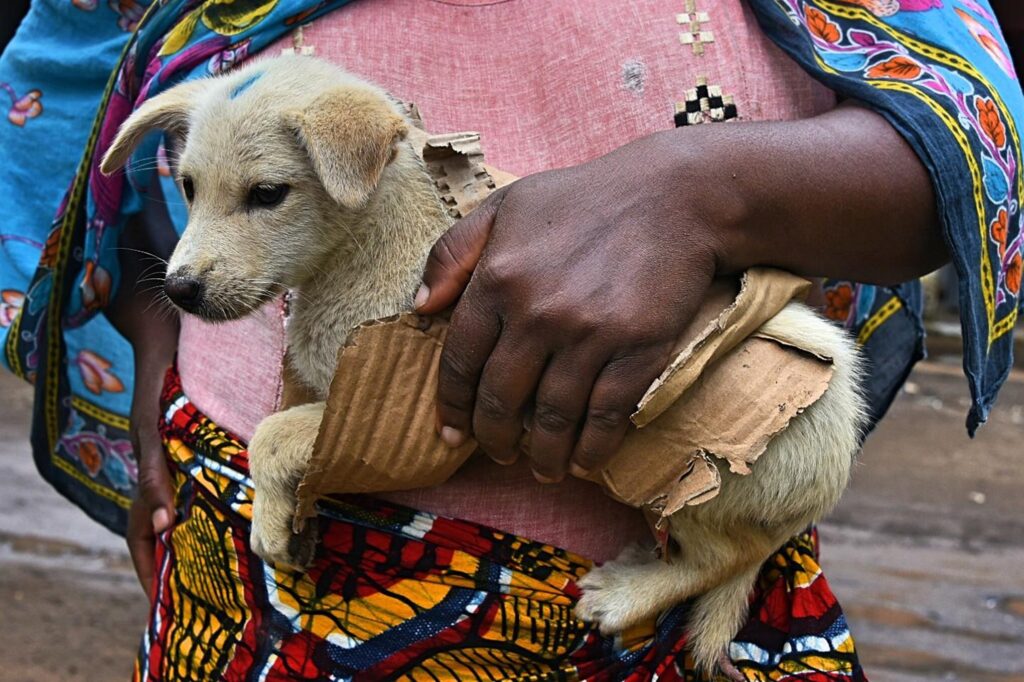 Western Region among top 4 regions with high rabies cases recorded Western Region among top 4 regions with high rabies cases recorded